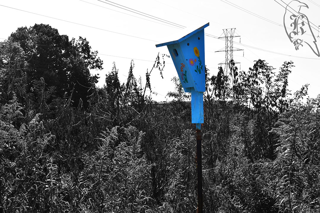 Loop and Lower Rouge Trail – Raven K